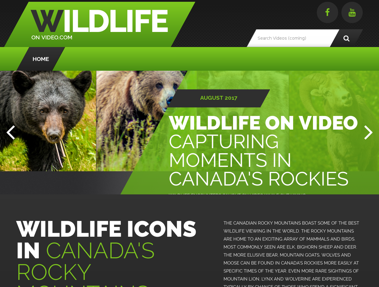 Wildlife On Video - Wildlife Encounters