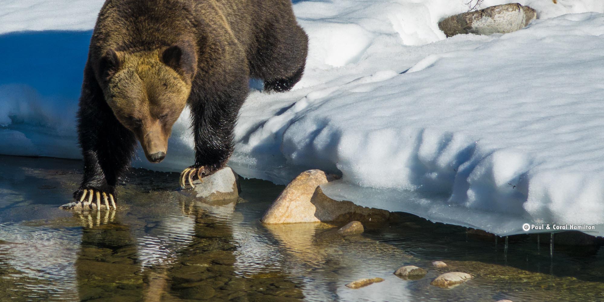 Tiny Spring Grizzly Bear Cubs First Exploration